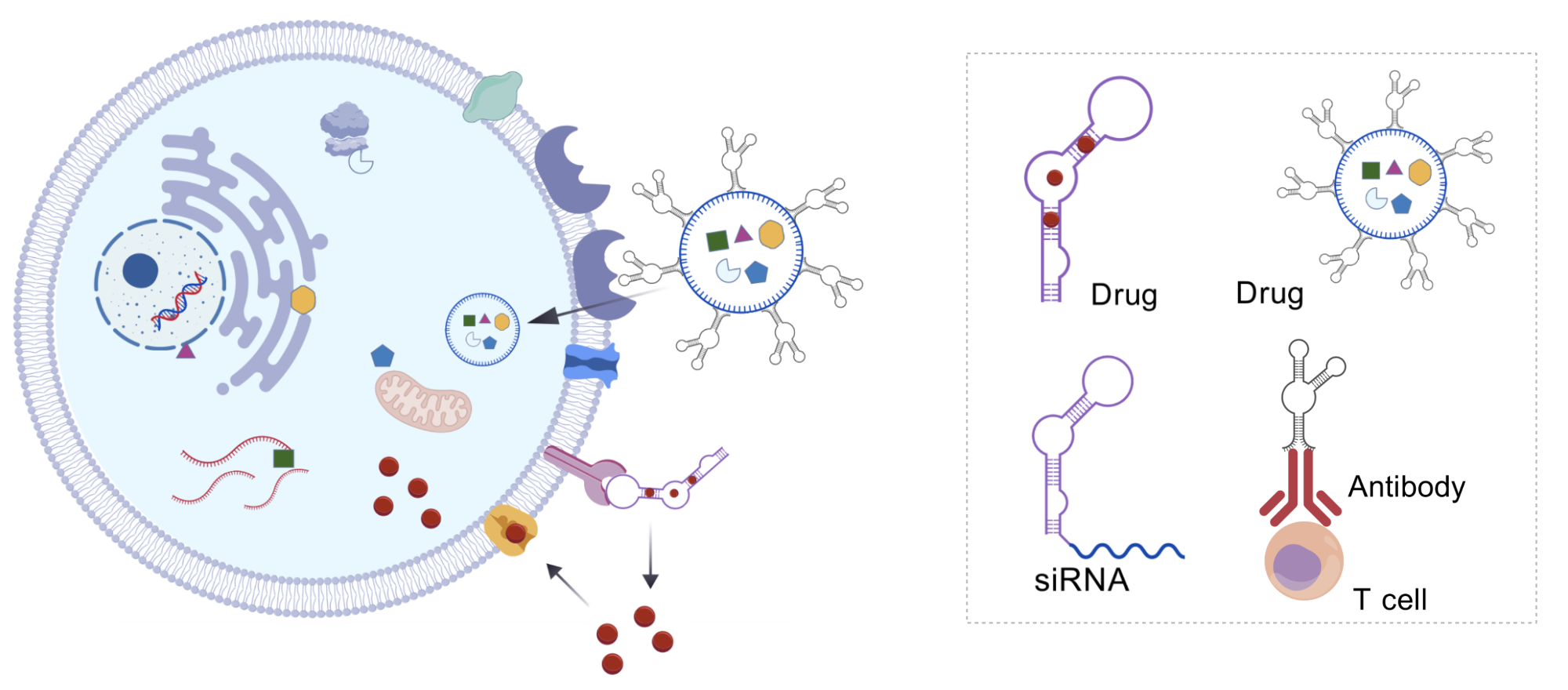 Ribocentre Aptamer - Applications